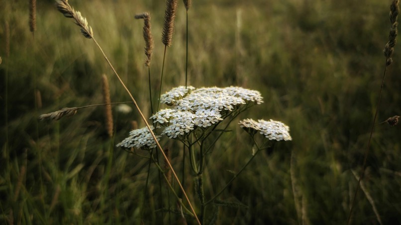 Menarik! Ini 5 Arti Bunga Edelweis untuk Pacar
